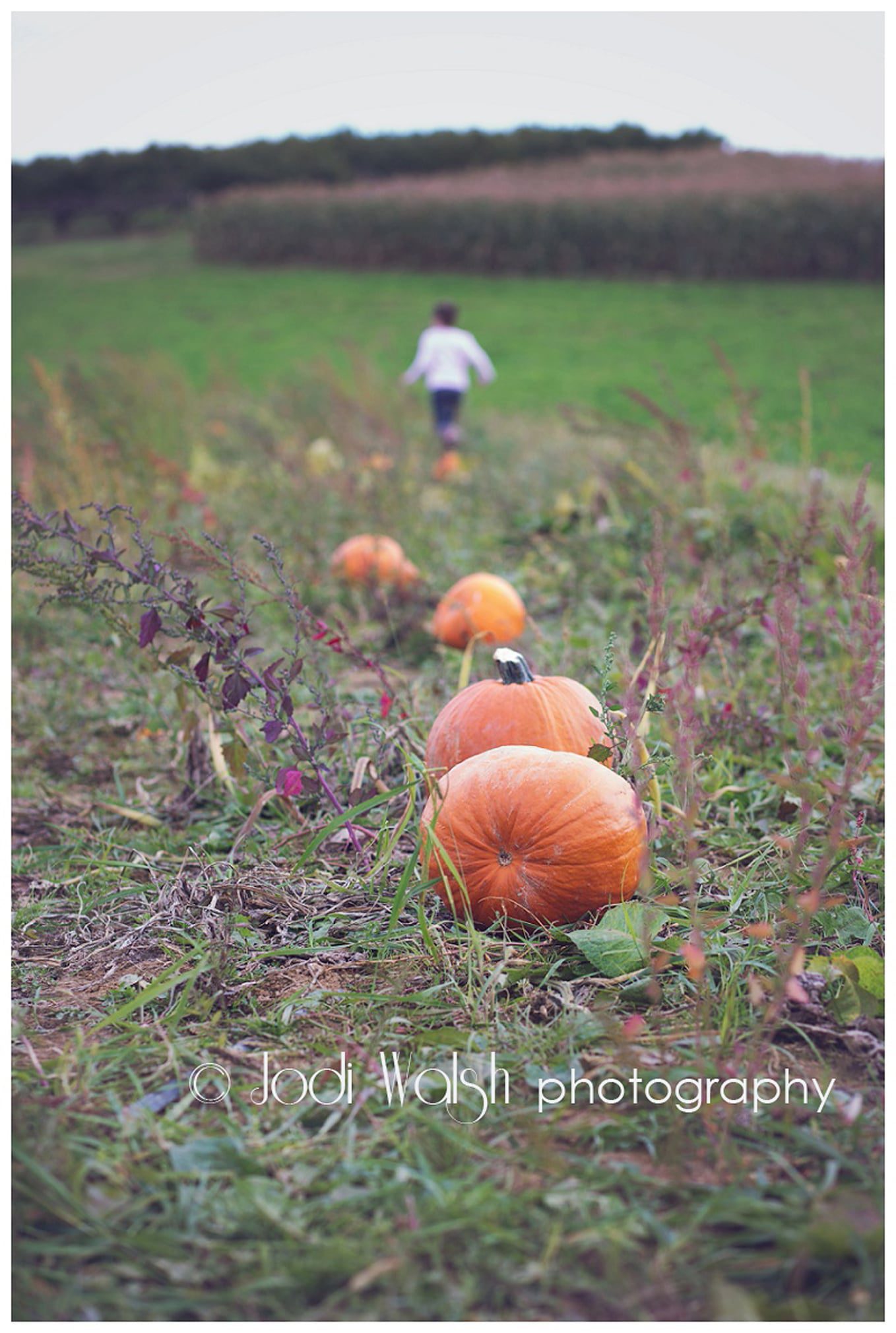 Pumpkin Time! Pumpkin Patch Photo Tips